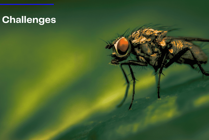 Where Do Flies Go When It Rain? - (Top Facts you Must Know!)