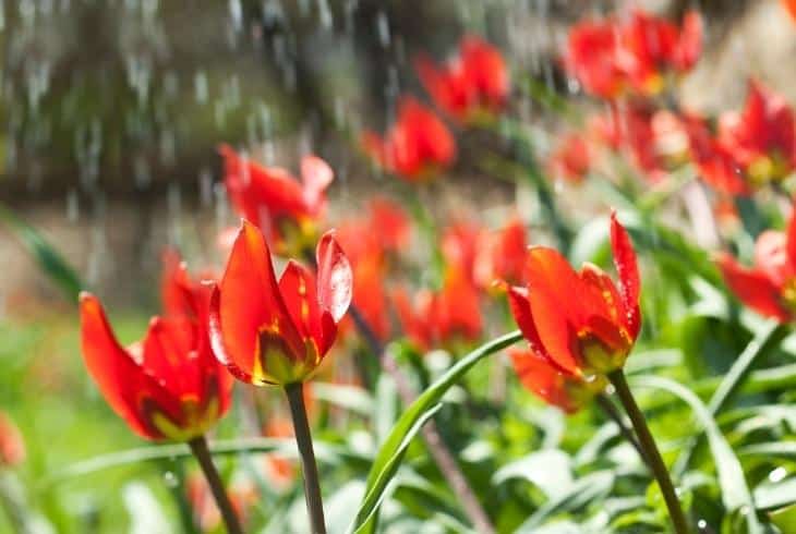 How Long Does It Take For Rain To Dry? - (Top Facts!)