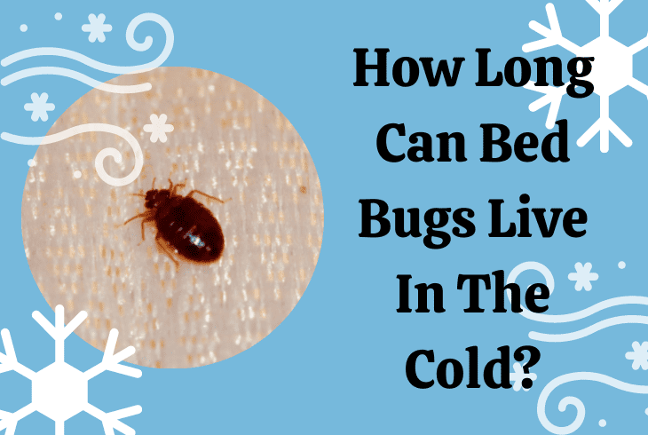 How Long Can Bed Bugs Live In The Cold? - Fool Proof Guide!