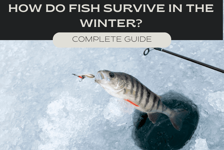 How Do Fish Survive In The Winter? - (Little Known Facts!)