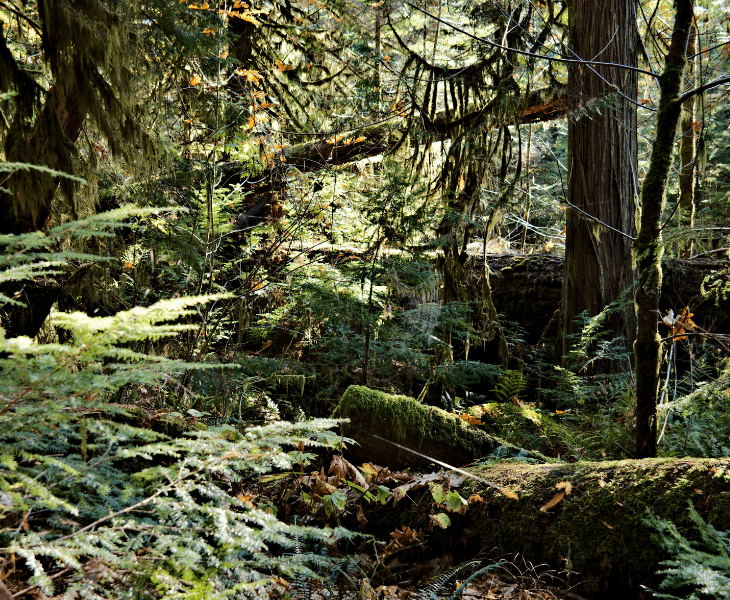 What Are The Effects Of Forest Fires On Ecosystems? (Facts)