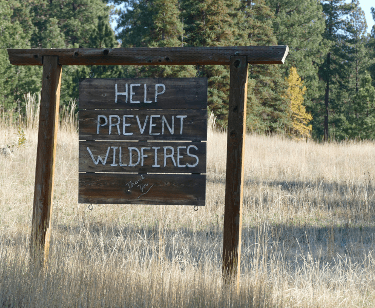 What Are The Effects Of Forest Fires On Ecosystems? (Facts)