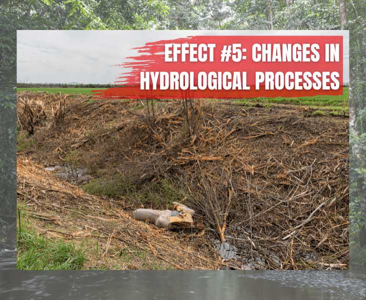 What Are The Effects Of Forest Fires On Ecosystems? (Facts)