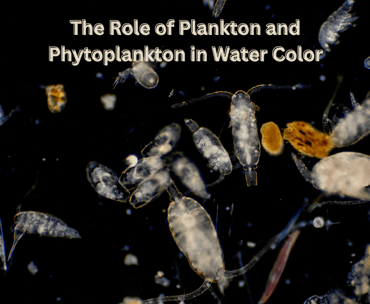 Why is Caribbean Water So Clear and Blue? - (Find Out Here!)