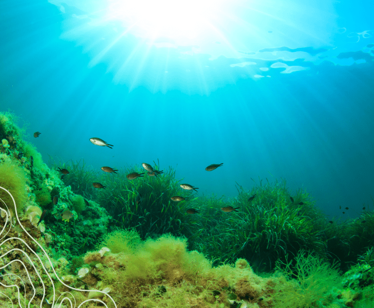 Why is Caribbean Water So Clear and Blue? - (Find Out Here!)