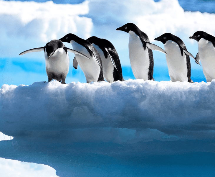 What Do Penguins Need to Survive? - (Let's Find Out)