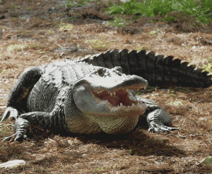 What Do Alligators Do During a Hurricane? - (Know Here!)