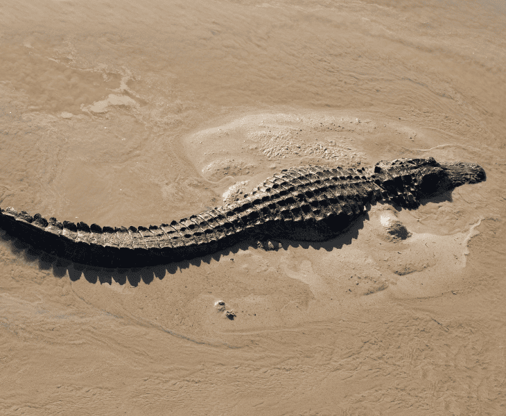 What Do Alligators Do During a Hurricane? - (Know Here!)