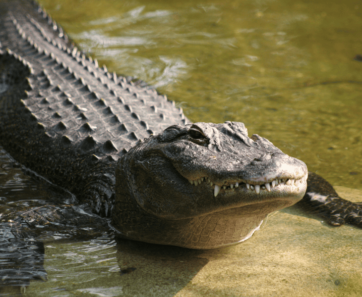 What Do Alligators Do During a Hurricane? - (Know Here!)