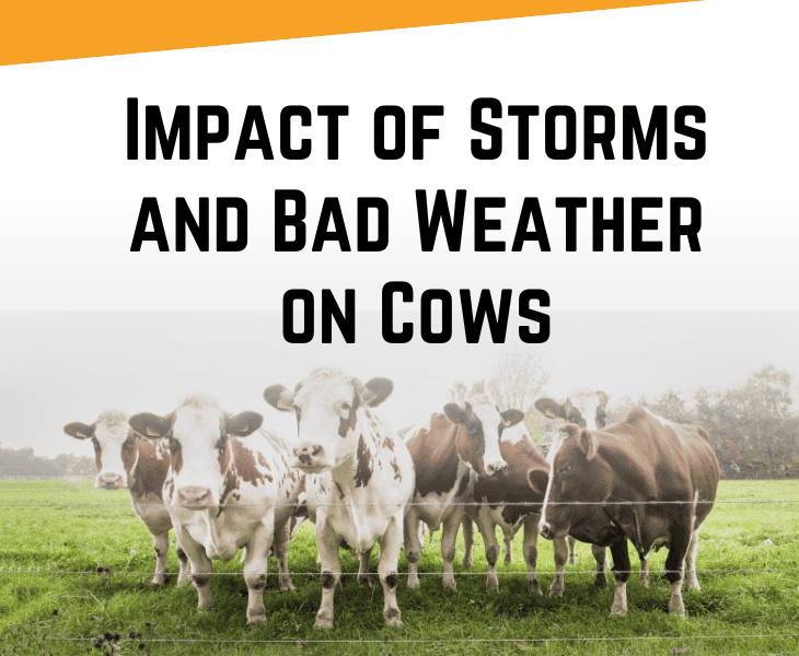 What Do Cows Do When a Storm is Coming? (Fascinating Facts)