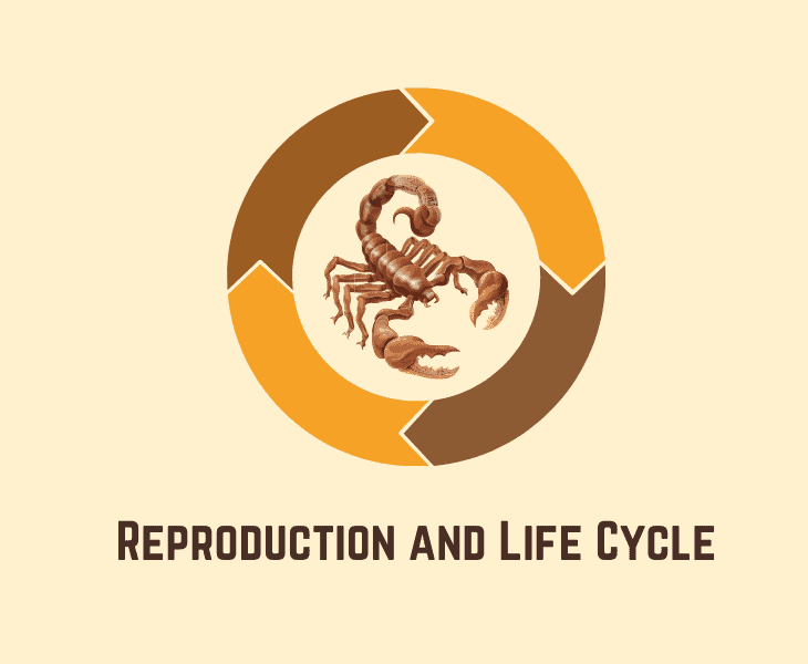 How Does a Scorpion Survive in the Desert? - (Top Facts!)