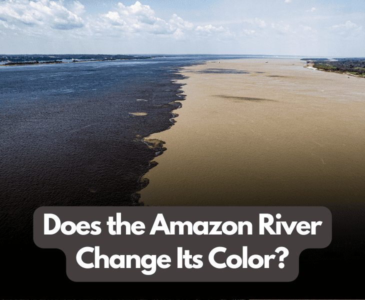 Why Is The Amazon River Brown? - (Top Reasons!)
