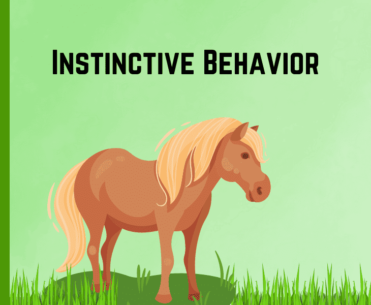 Why Do Horses Stand Still in the Rain? - (Real Reasons)