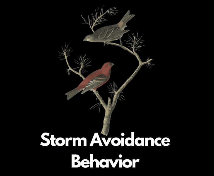 How Do Birds Act Before a Storm? - (Know Here!)