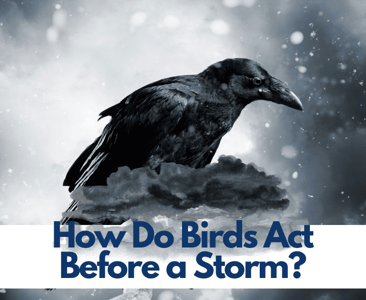 How Do Birds Act Before a Storm? - (Know Here!)