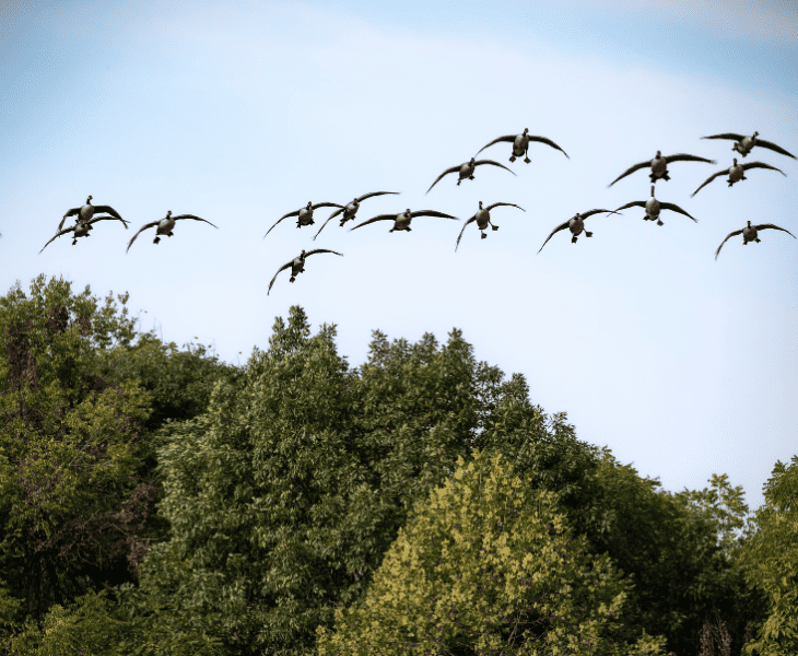 How Do Birds Act Before a Storm? - (Know Here!)