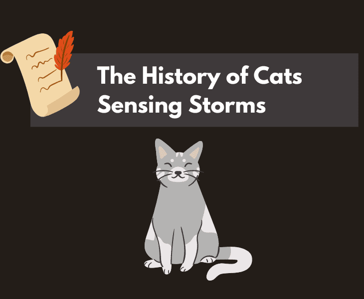 Can Cats Sense Storms or Not? - (Let's Find Out!)