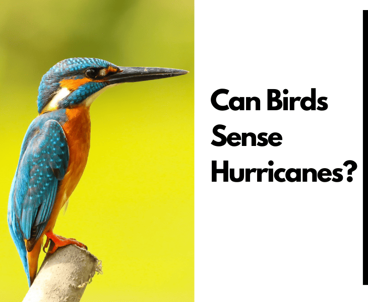 Where Do Birds Go in a Hurricane? - (Let's Find Out!)