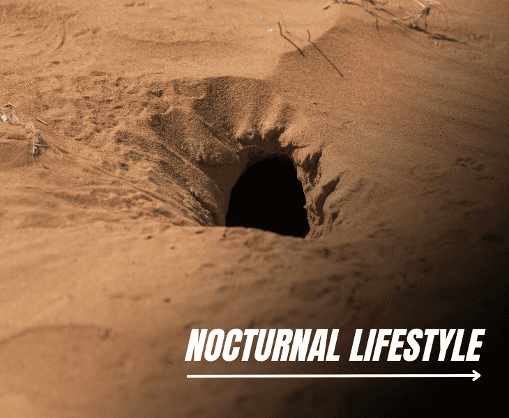 How Do Lizards Survive in The Desert? - (Top Facts!)