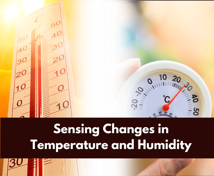 Can Cats Sense Storms or Not? - (Let's Find Out!)