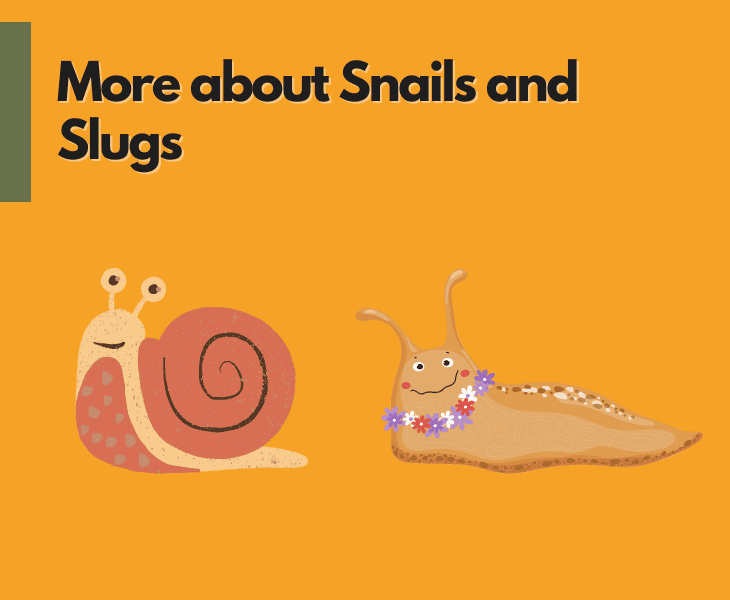 Why Do Snails Come Out in the Rain? (Let's Find Out!)