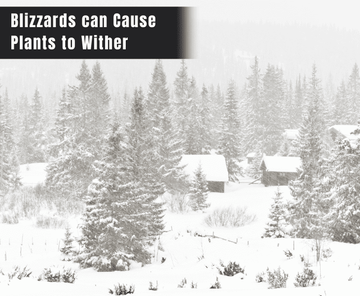 What Happens During A Blizzard? - (Discover the Impact)