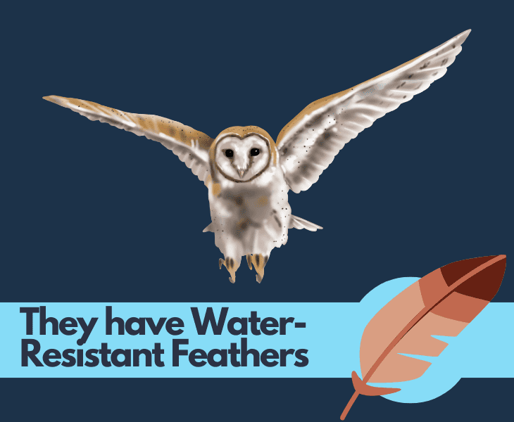 Can Owls Fly In The Rain? - (Fascinating Facts!)