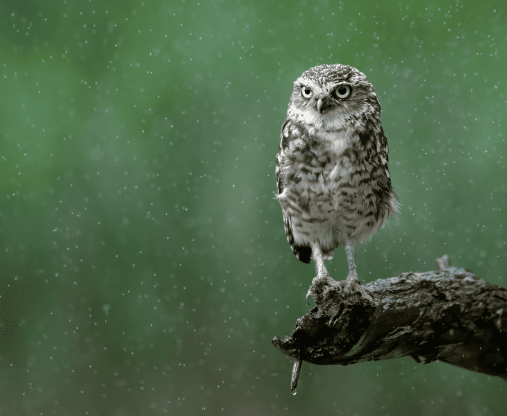 Can Owls Fly In The Rain? - (Fascinating Facts!)
