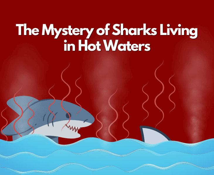 Can Sharks Live in Volcanoes? (Shark Myths Busted!)