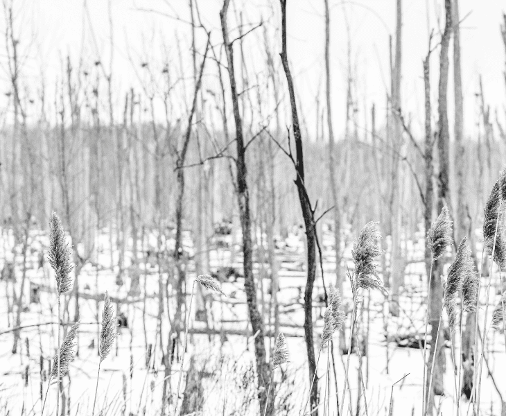 What Happens During A Blizzard? - (Discover the Impact)