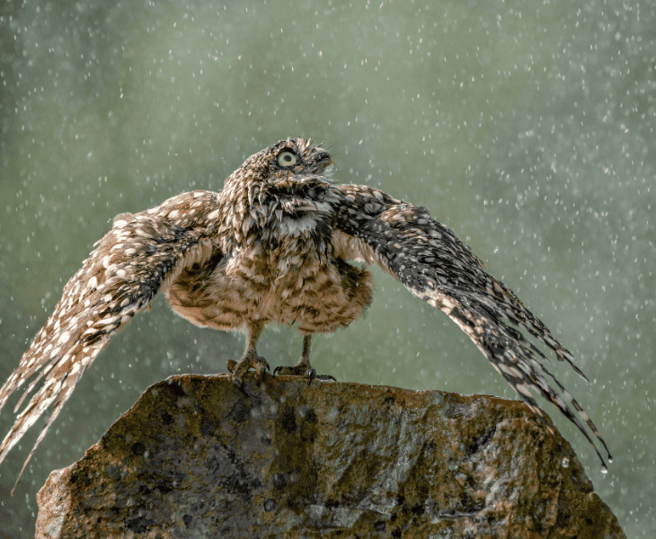 Can Owls Fly In The Rain? - (Fascinating Facts!)