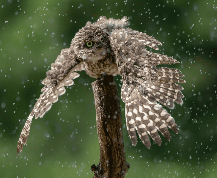 Can Owls Fly In The Rain? - (Fascinating Facts!)