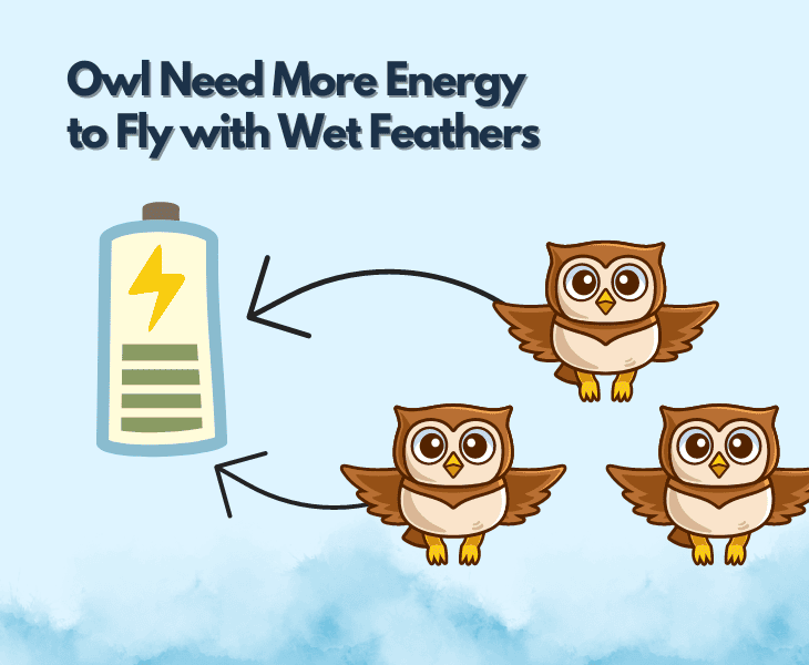Can Owls Fly In The Rain? - (Fascinating Facts!)