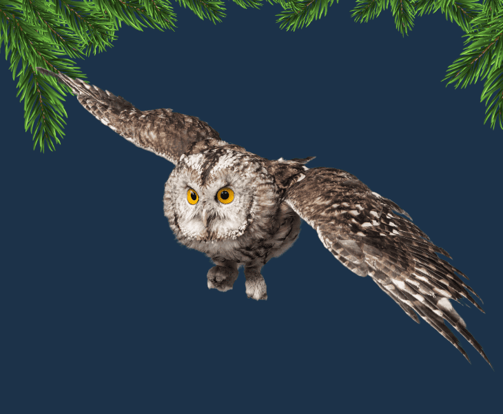 Can Owls Fly In The Rain? - (Fascinating Facts!)