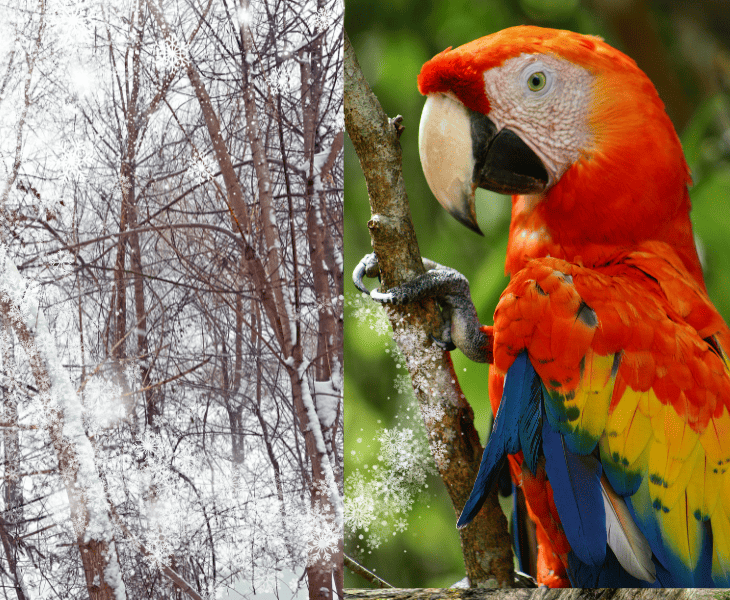 Does It Snow In Honduras? - (Exploring the Snow Mystery!)